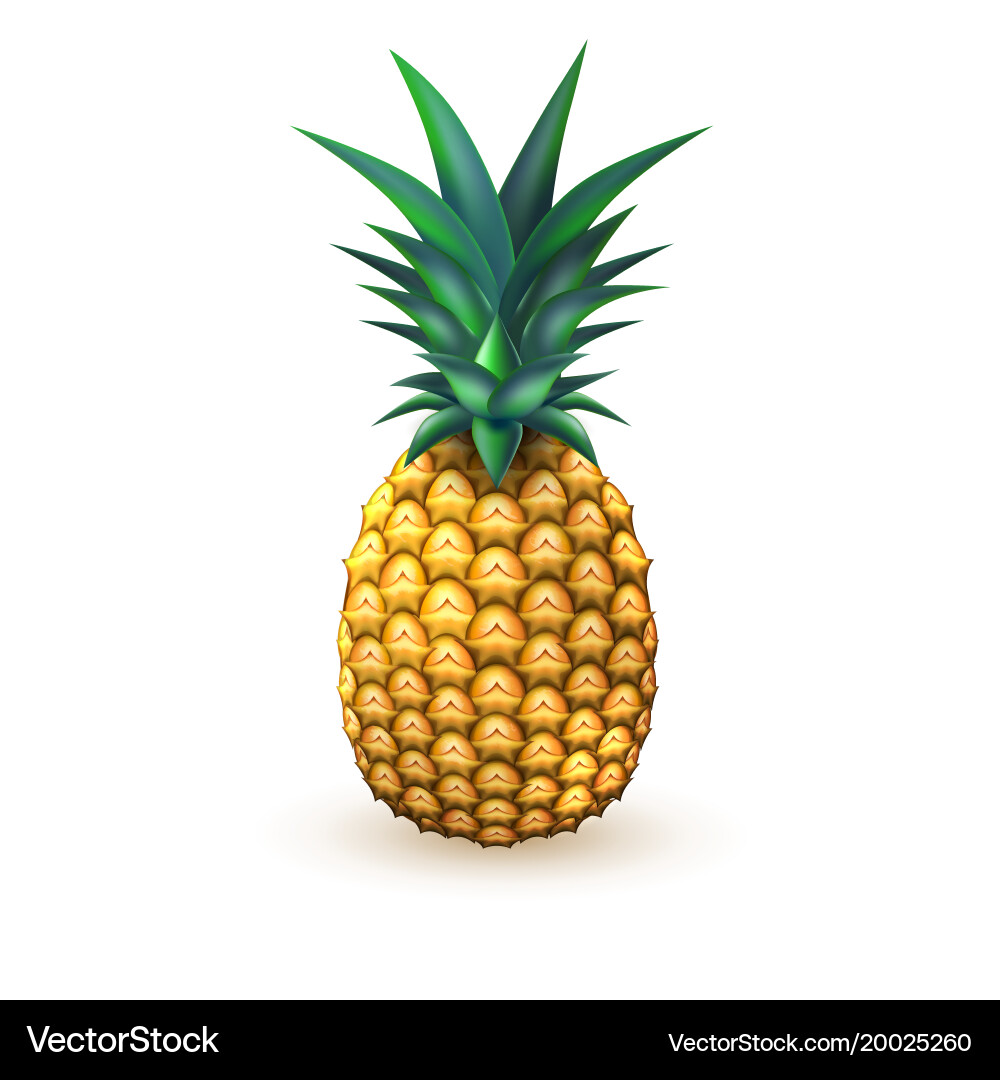 Realistic Pineapple Fruit Royalty Free Vector Image
