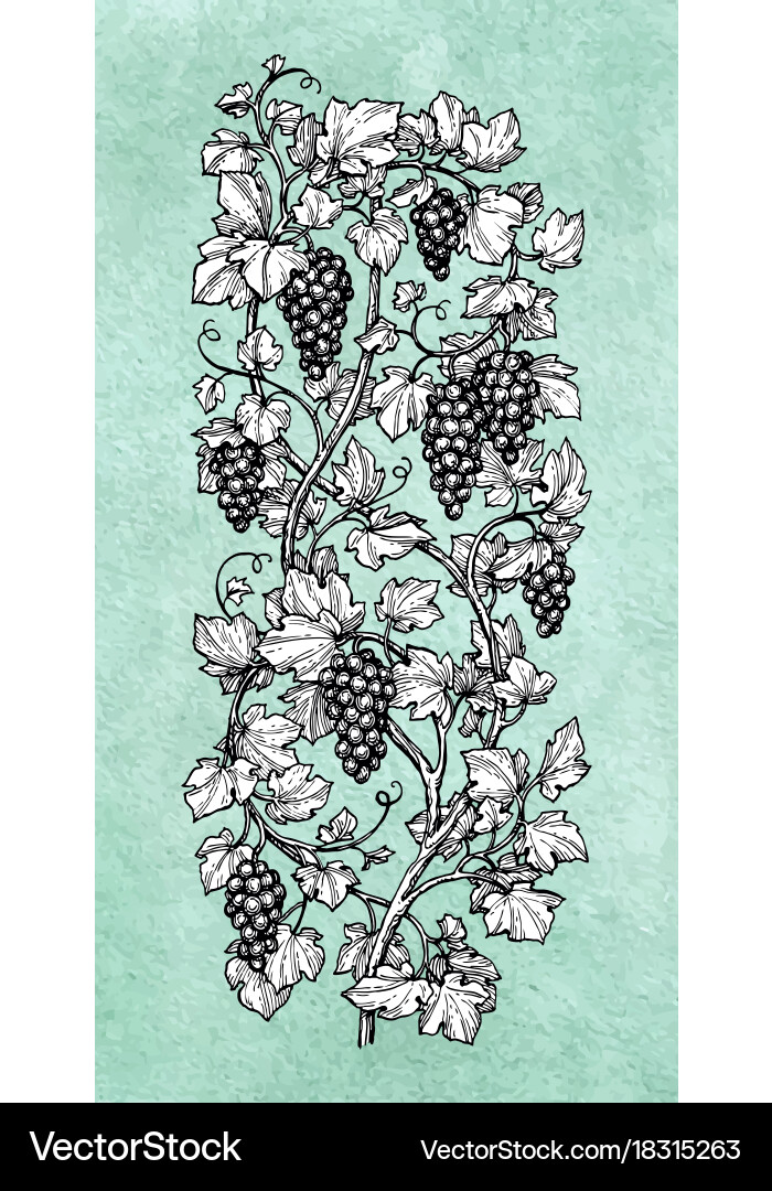 Vertical grape vine Royalty Free Vector Image - VectorStock