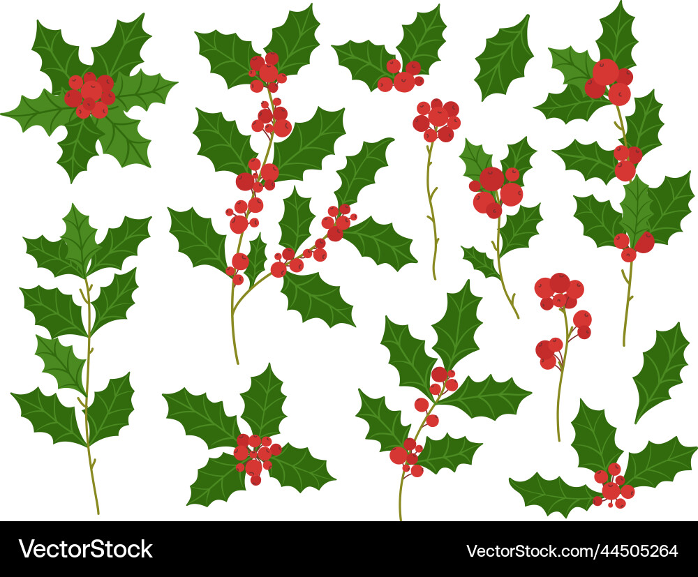 Holly branches christmas holiday decoration Vector Image