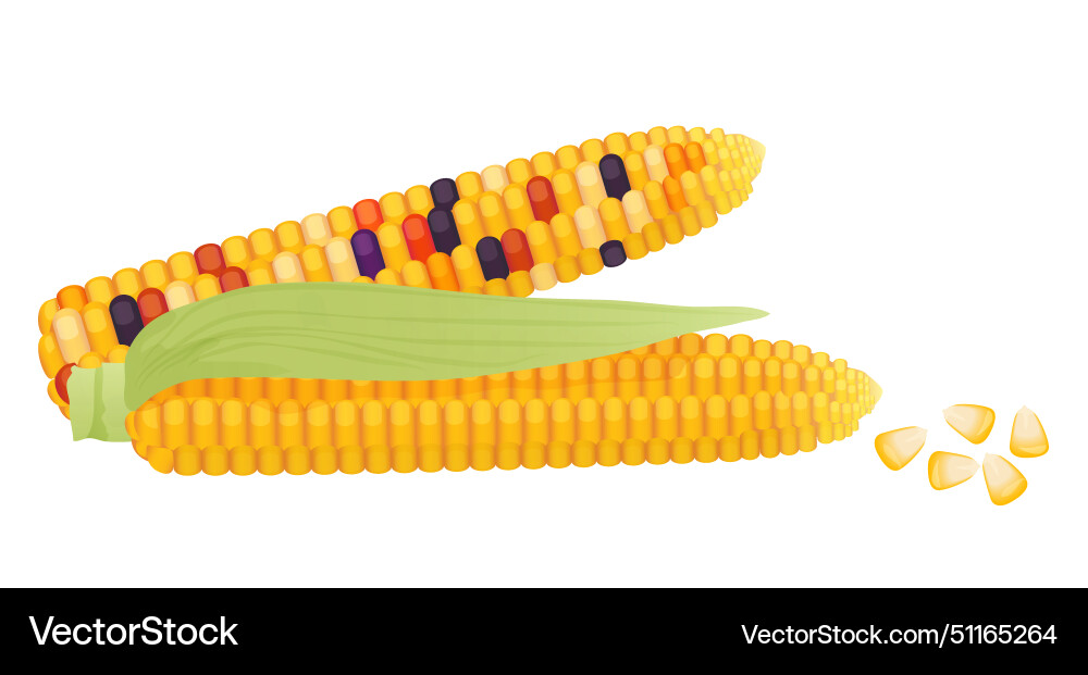 Yellow corn cobs with green leaf and sweet maize Vector Image