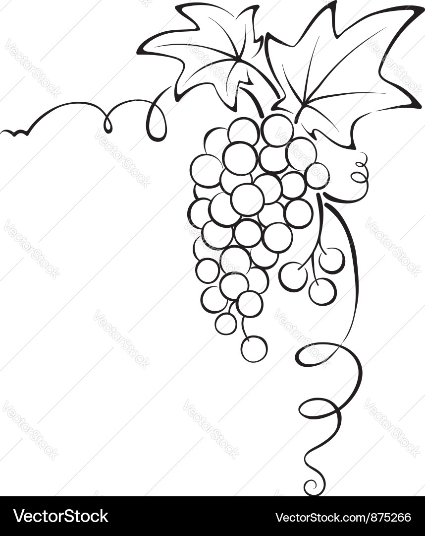 Graphic design - grapevine Royalty Free Vector Image