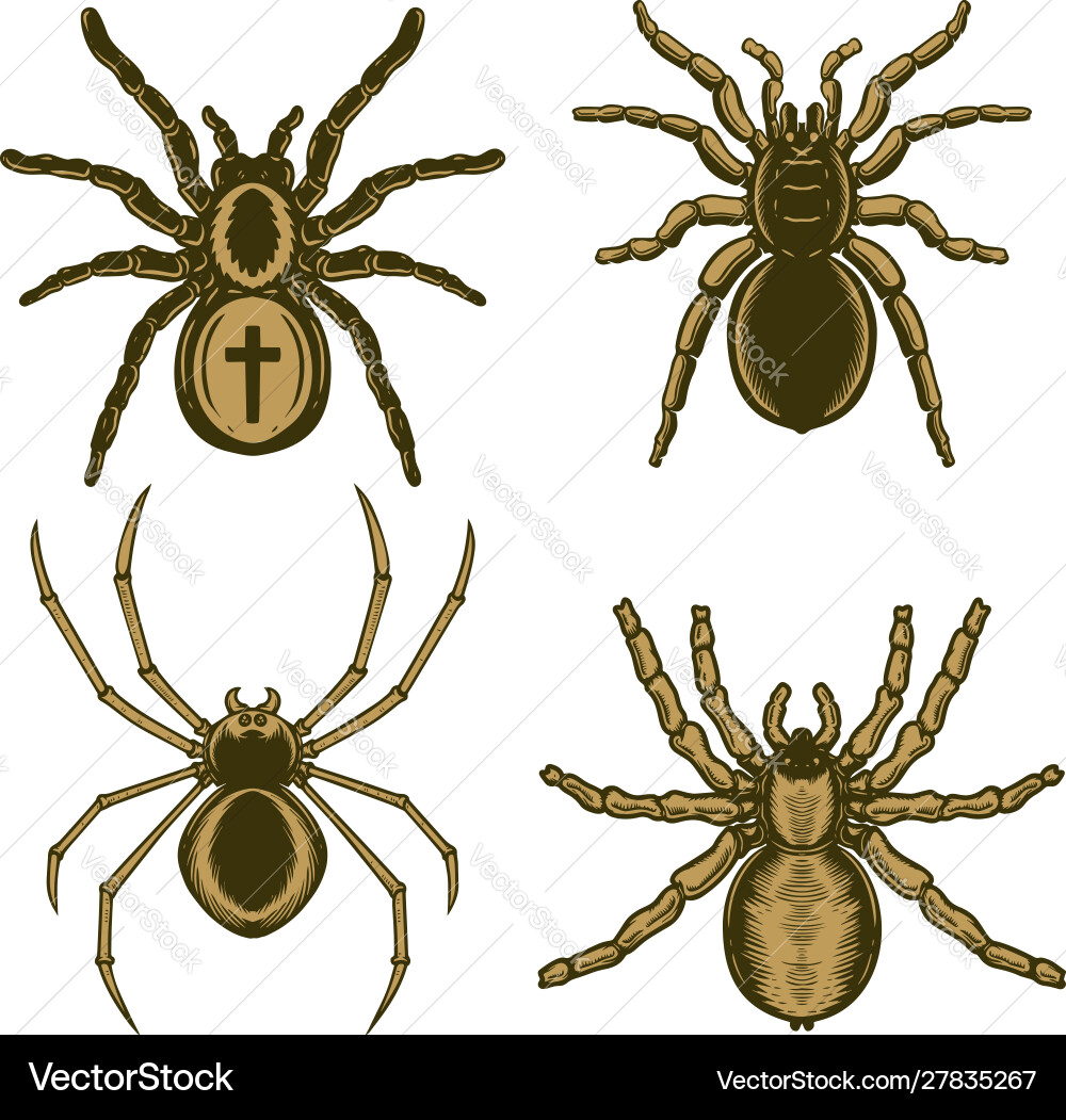Set spider in engraving style halloween theme Vector Image