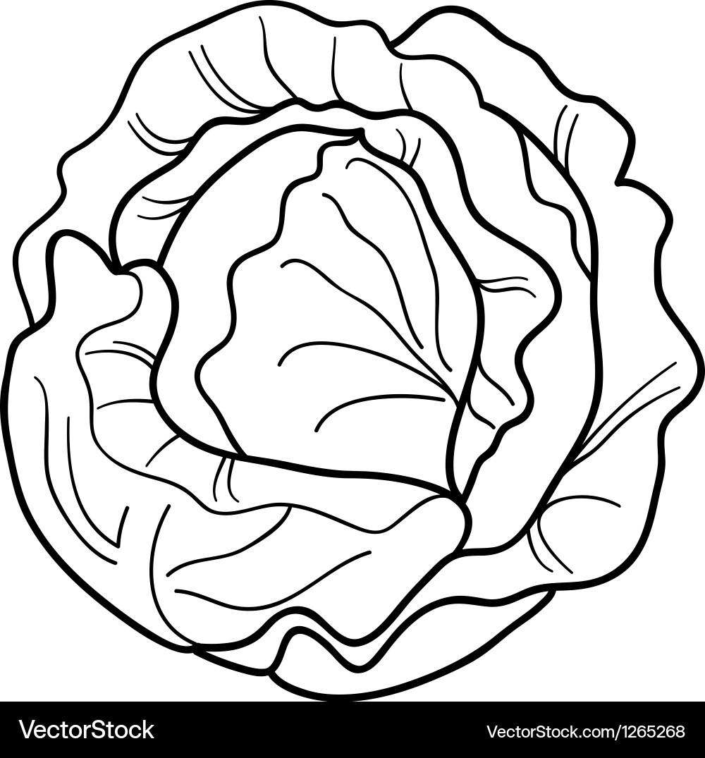 Cabbage vegetable cartoon for coloring book Vector Image