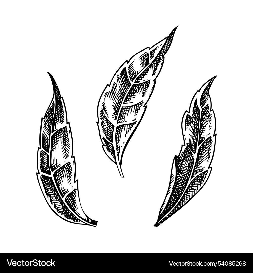 Curry leaves sketch kitchen spice drawing indian Vector Image