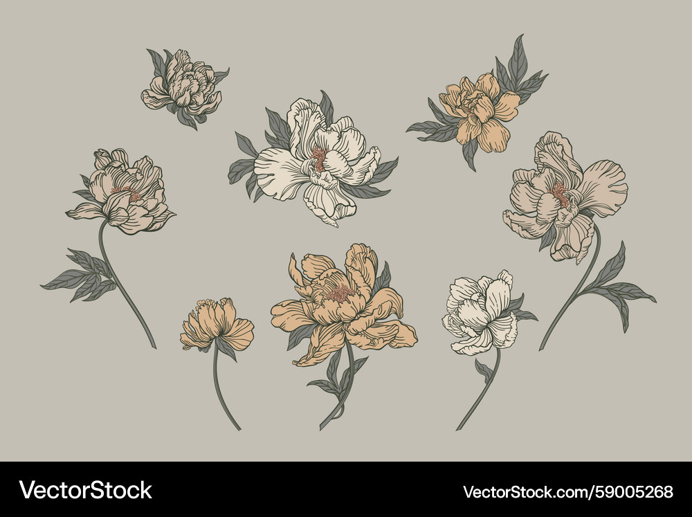 Set with peony flowers Royalty Free Vector Image