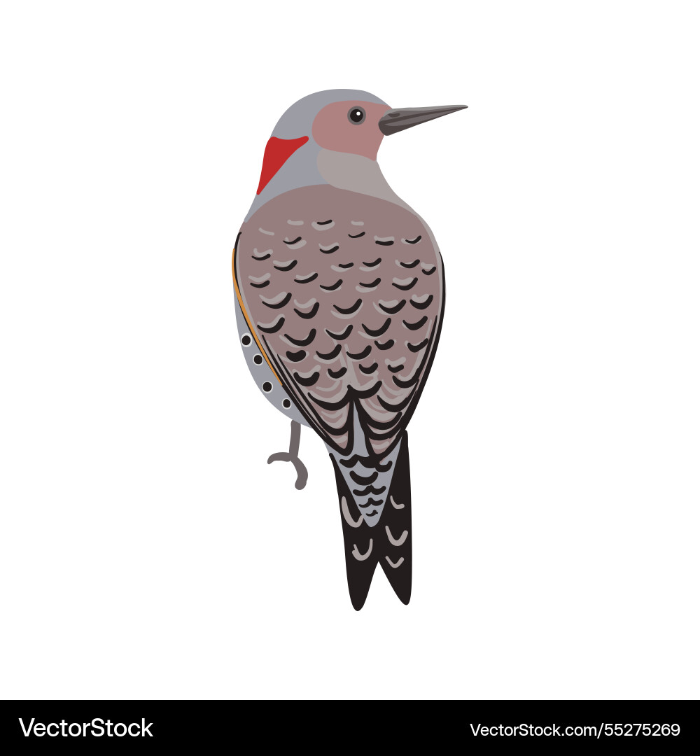 Drawing bird northern flicker Royalty Free Vector Image