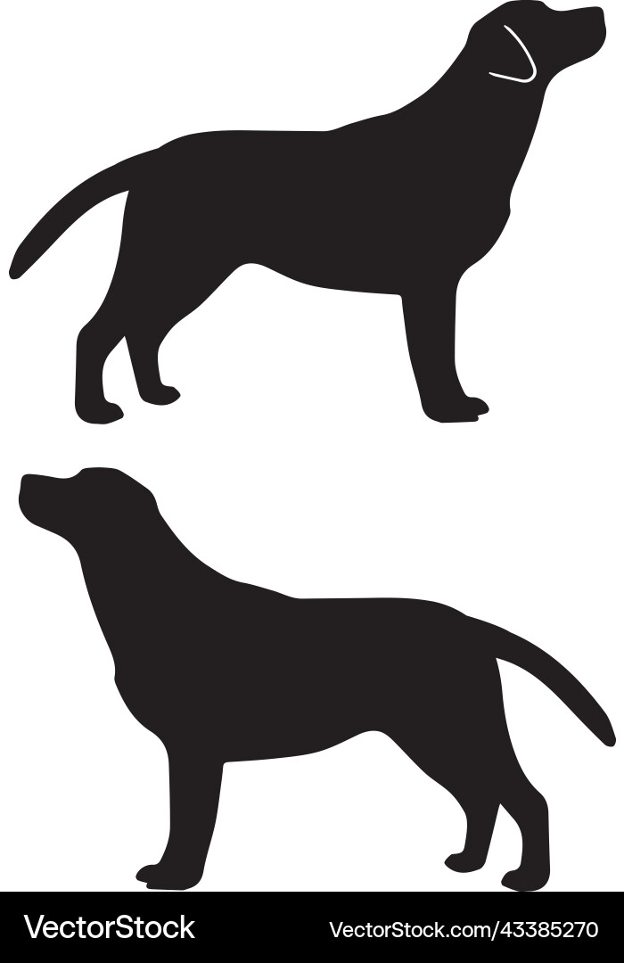 Labrador retriever 1 Royalty Free Vector Image
