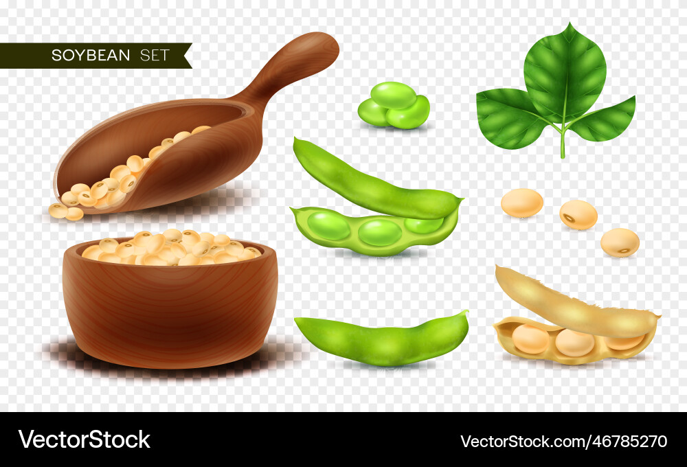 Realistic soybean set Royalty Free Vector Image