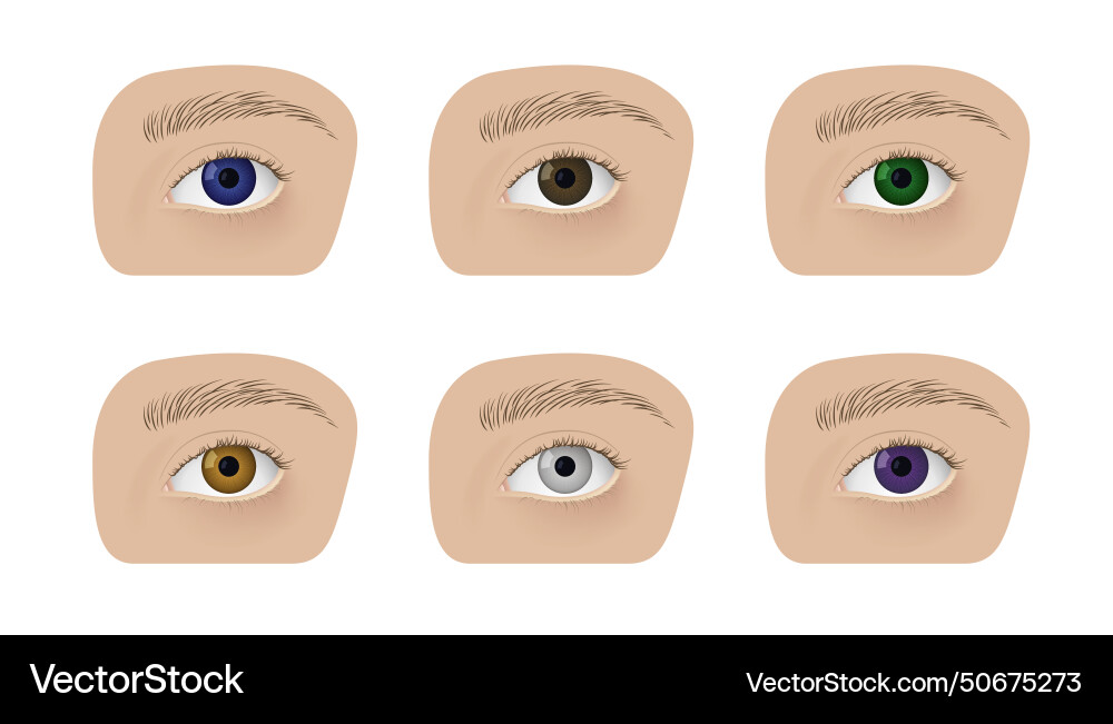 Realistic human eyes design Royalty Free Vector Image