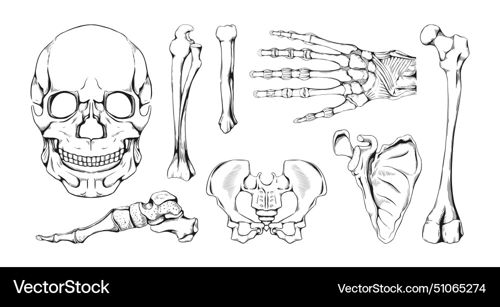 Hand drawn bones human skeleton anatomy parts Vector Image