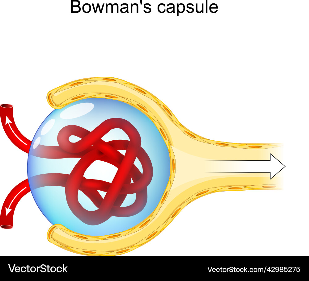 Bowmans capsule structure renal corpuscle anatomy Vector Image