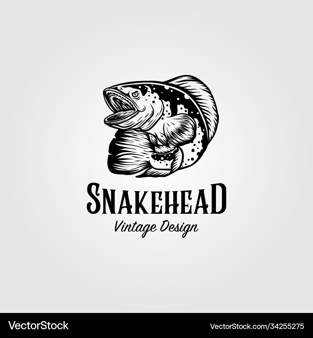 Toman Fish Logo Channa Fish Hi Res Stock Photography And Images