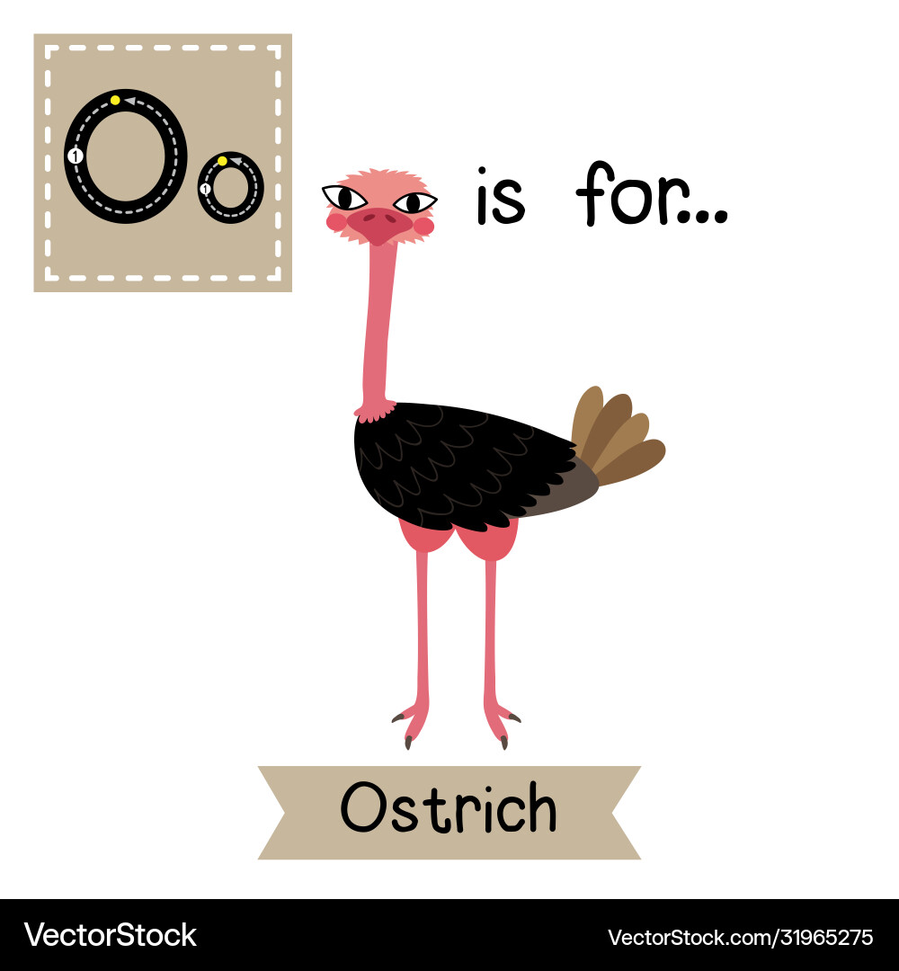 Letter o tracing standing ostrich Royalty Free Vector Image