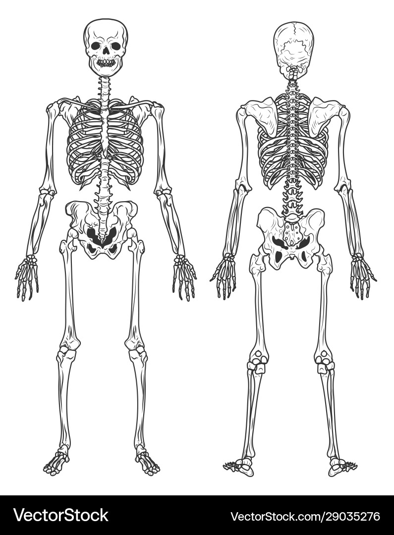 Human Skeleton - Back and Front View Royalty Free Vector