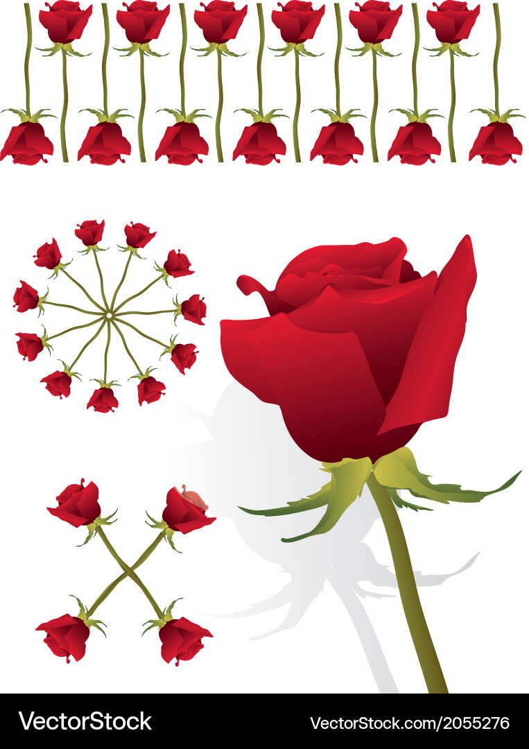 Roses Royalty Free Vector Image - VectorStock