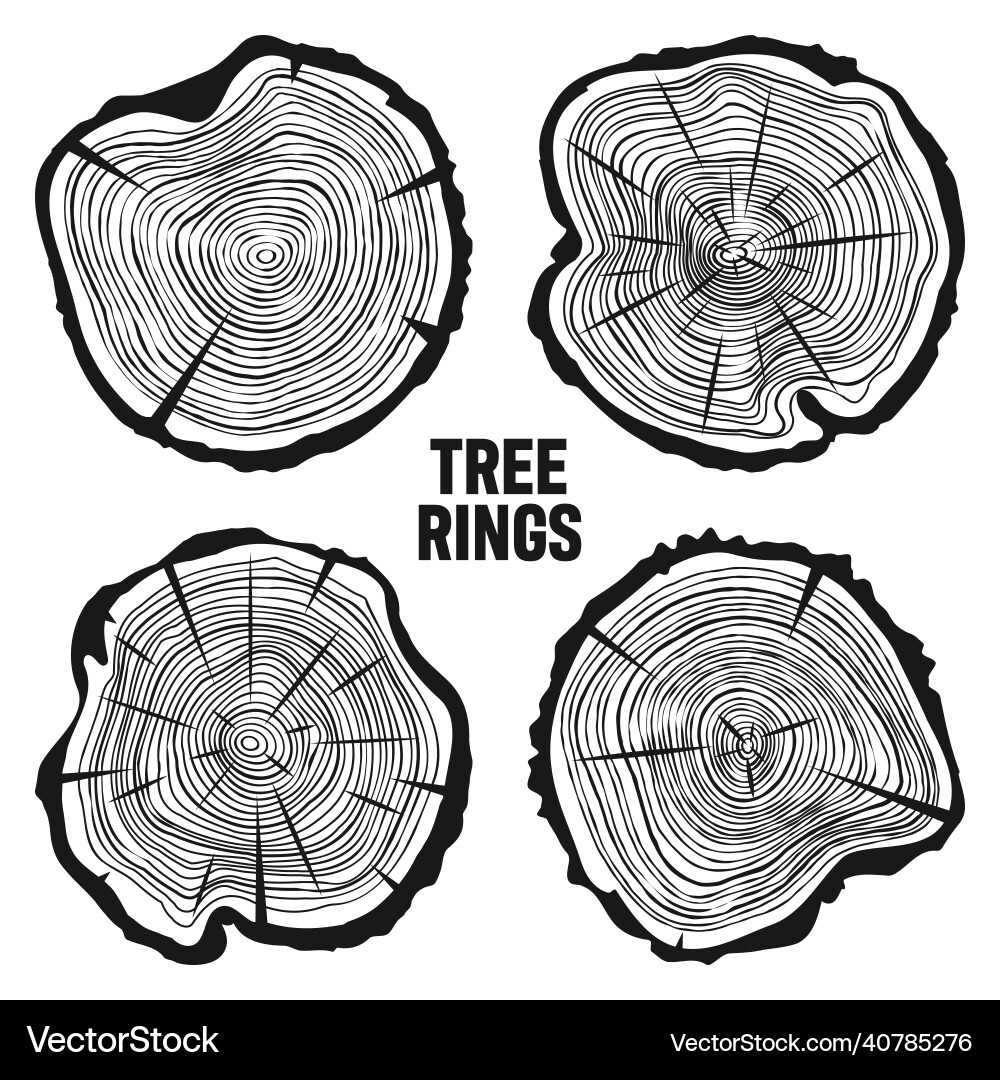 Round tree trunk cuts with cracks sawn pine Vector Image