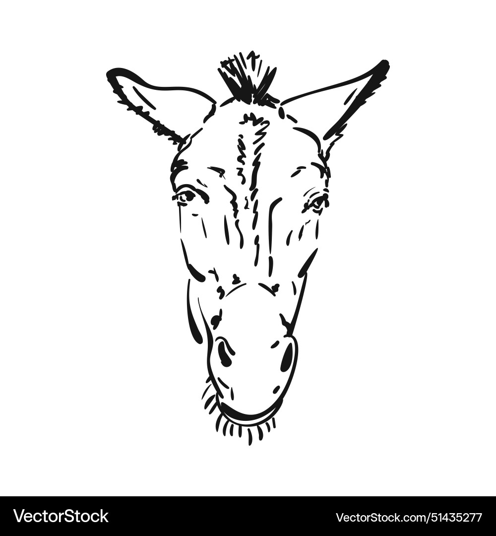 Mule head isolated sketch donkey portrait front Vector Image