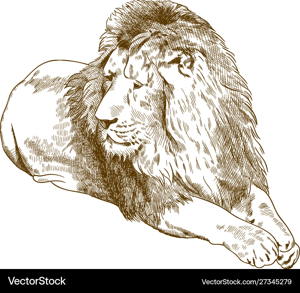 Antique Lion Engraving Royalty Free Vector Image
