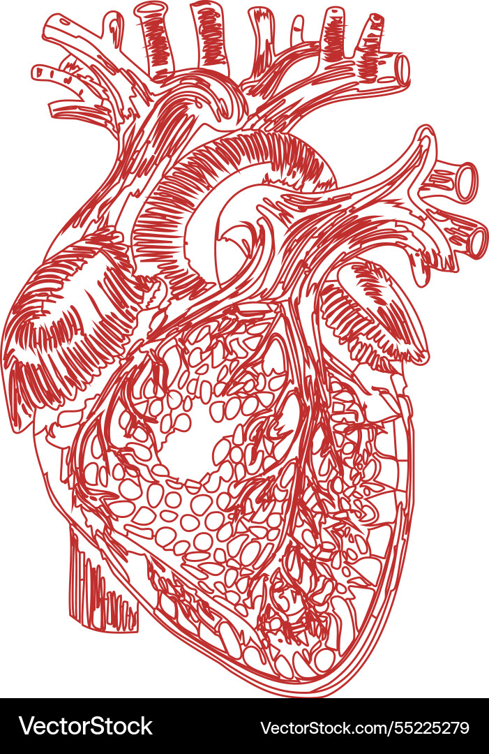 Realistic heart Royalty Free Vector Image - VectorStock
