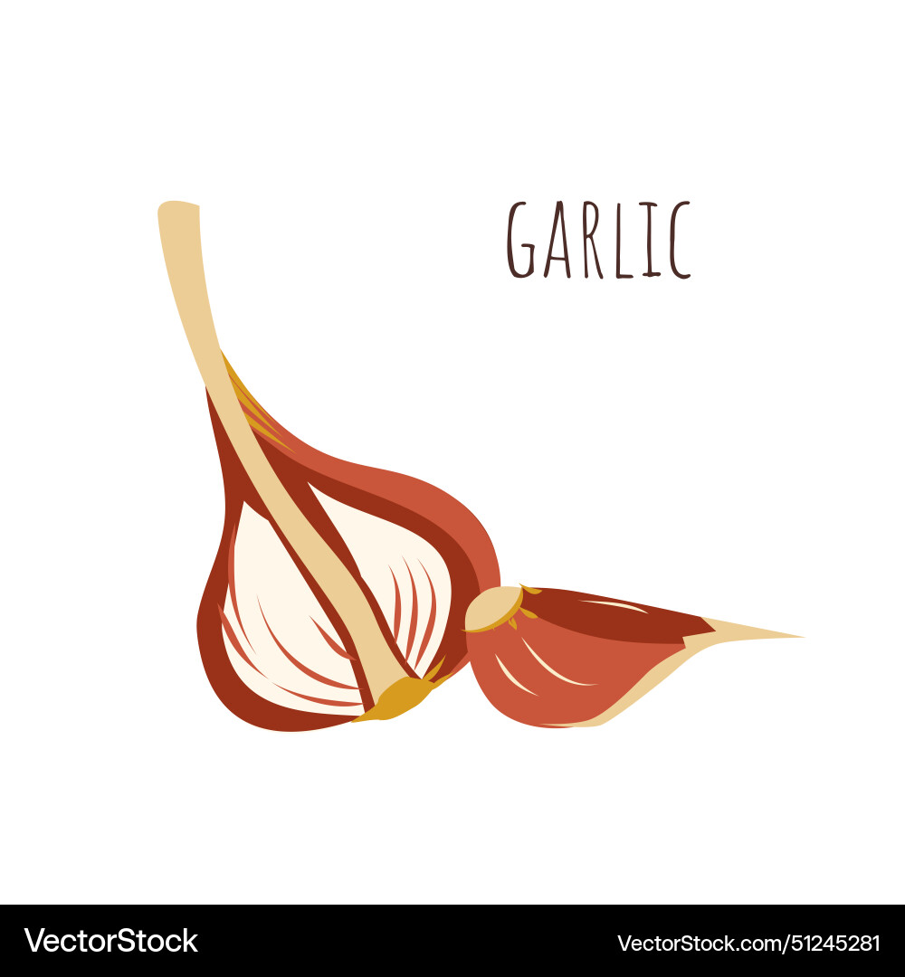 Garlic flash card hand drawn head and clove Vector Image