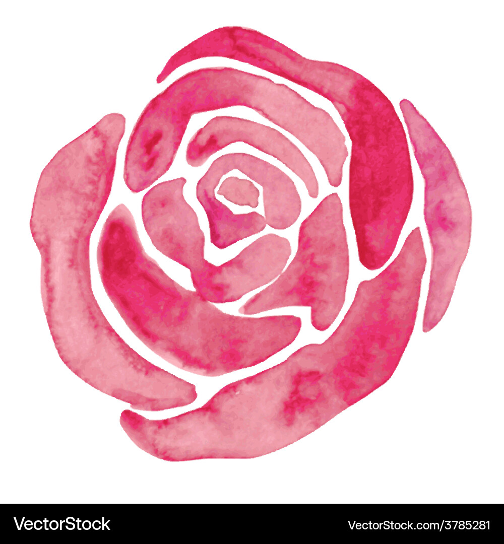 Watercolor rose Royalty Free Vector Image - VectorStock