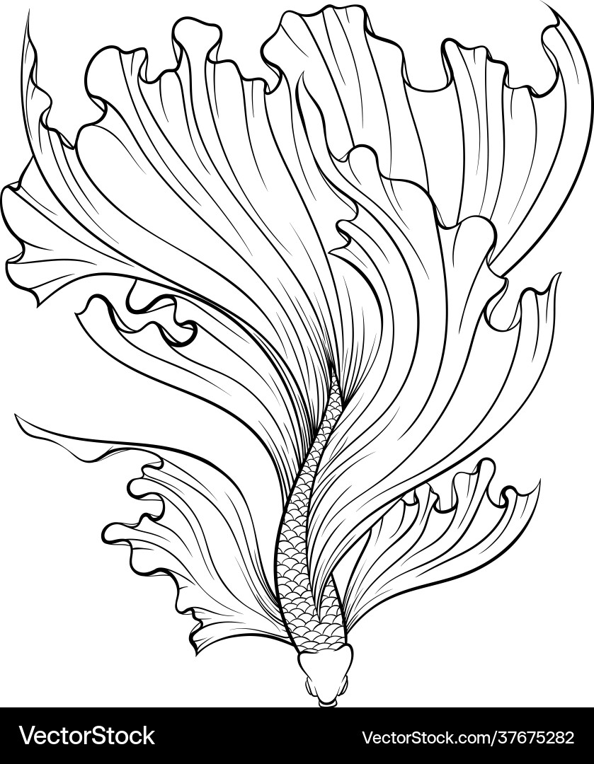 Siamese fighter fish line art Royalty Free Vector Image