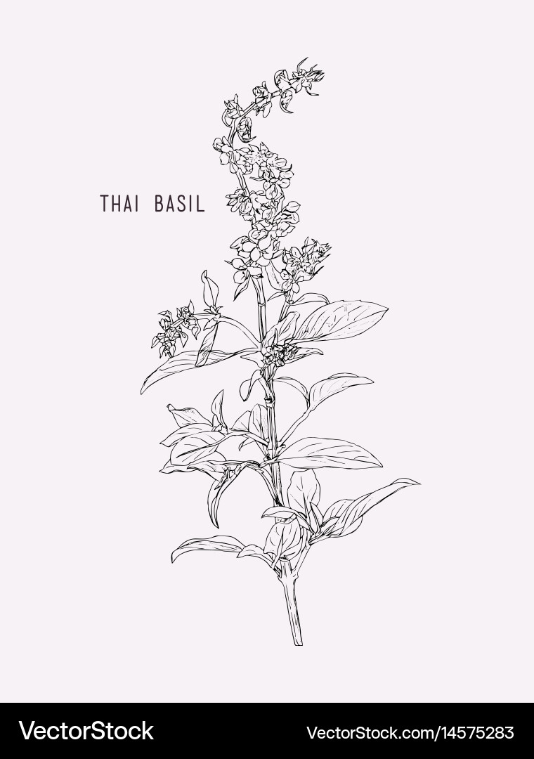 Thai basil Royalty Free Vector Image - VectorStock