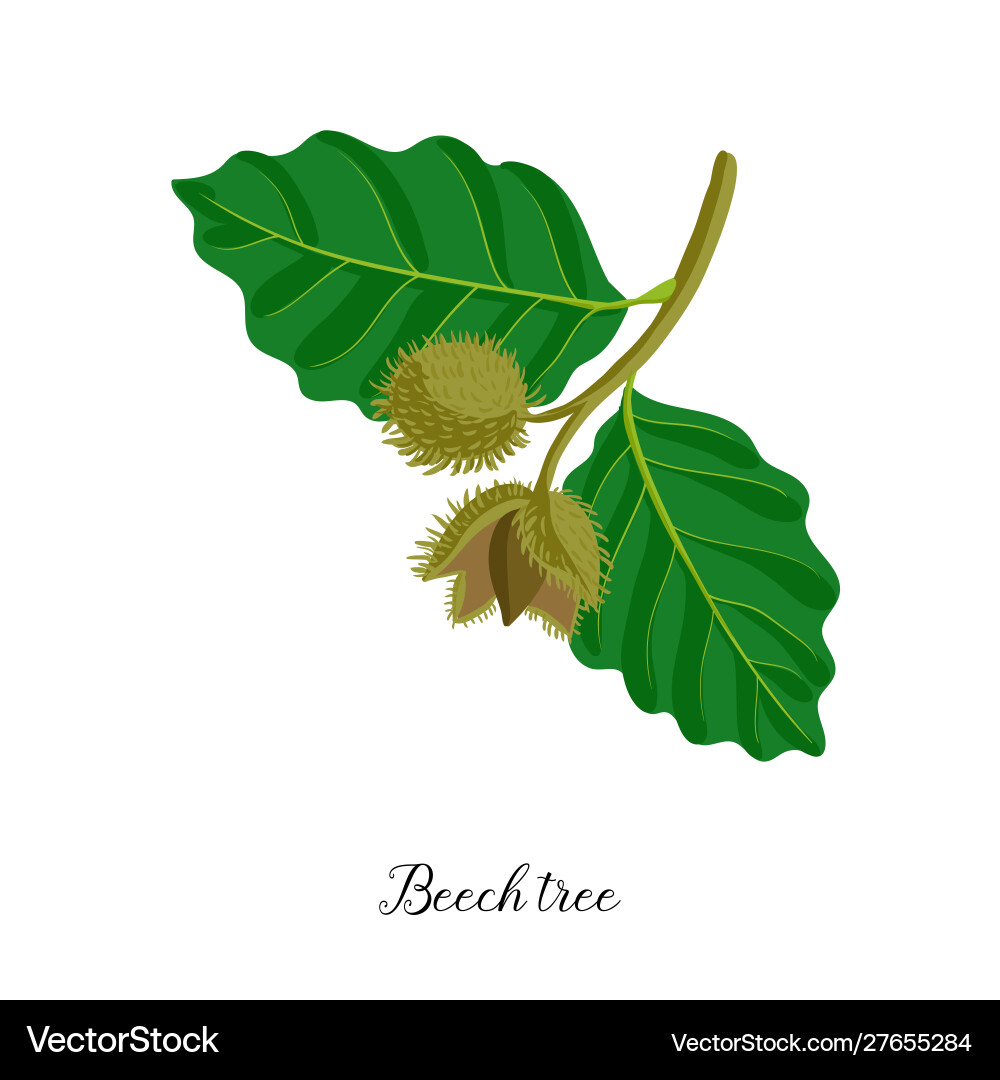 Drawing branch beech tree Royalty Free Vector Image