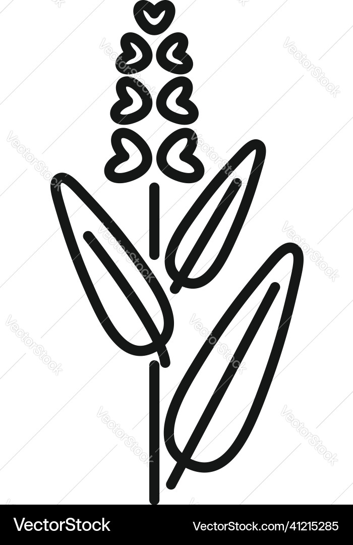 Sage stick icon outline herb plant Royalty Free Vector Image