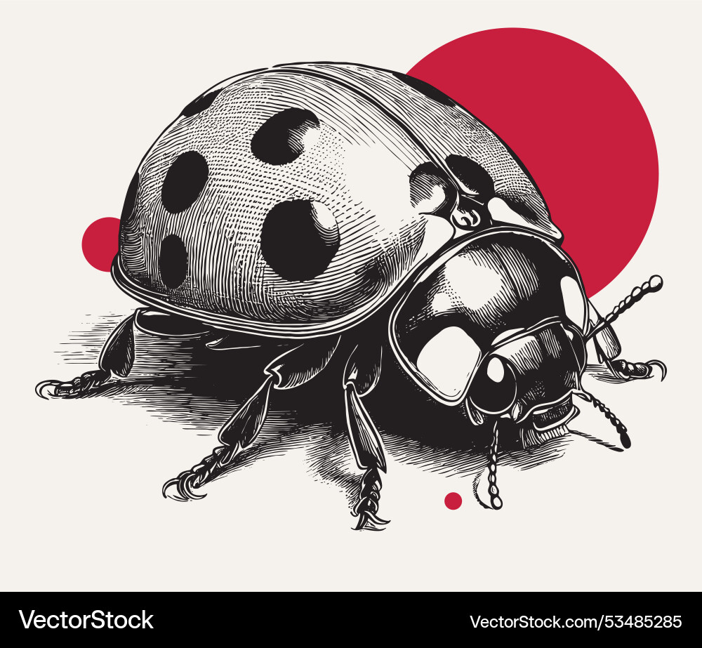 Vintage engraving of a ladybug Royalty Free Vector Image