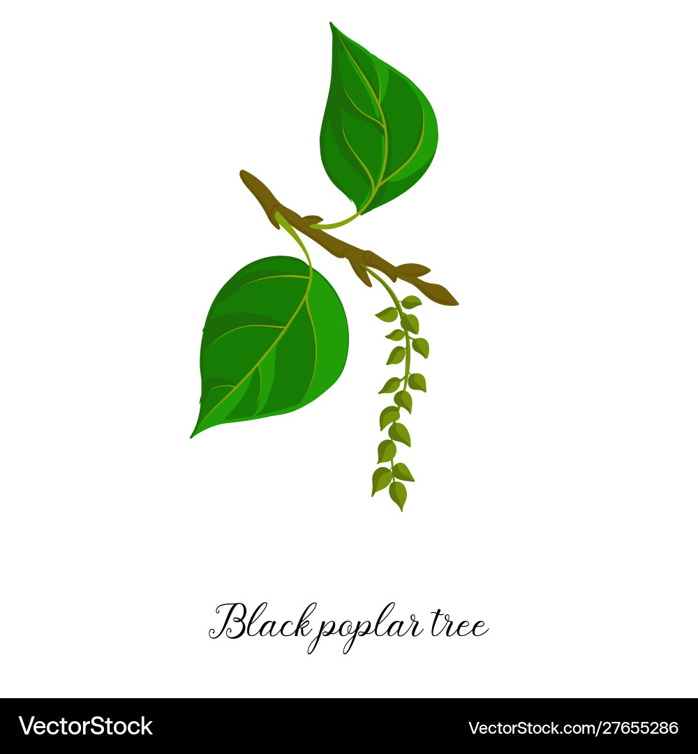 Drawing branch black poplar tree Royalty Free Vector Image