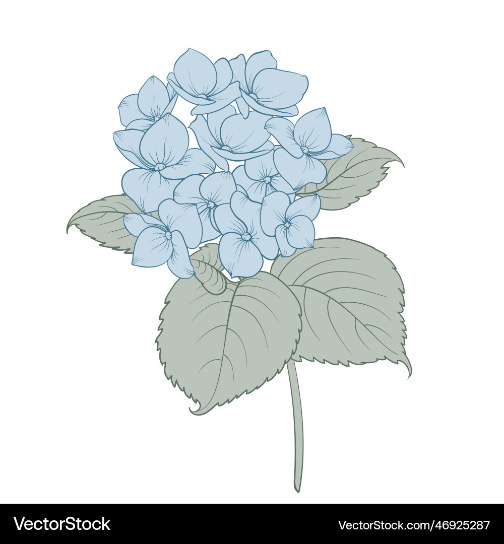 Blooming flower hydrangea on white background Vector Image