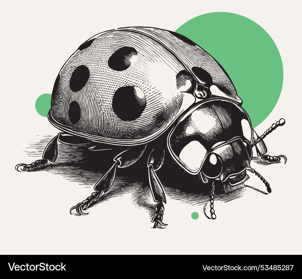 Vintage engraving of a ladybug Royalty Free Vector Image