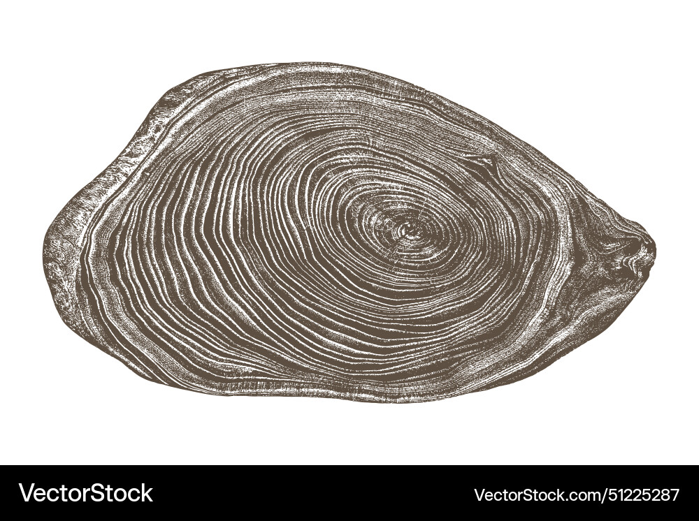 Wood texture cross section of tree rings Vector Image