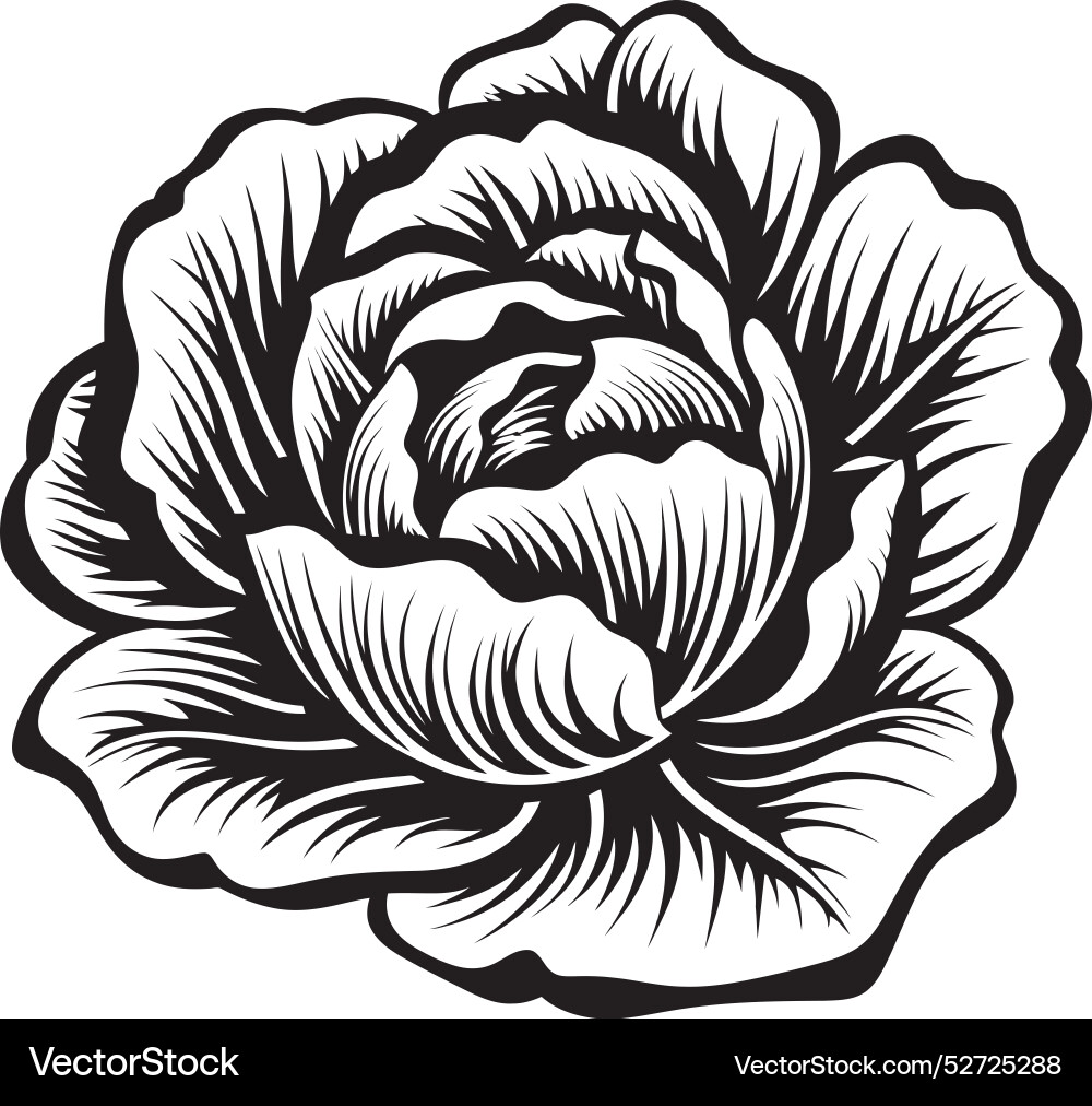 Cabbage chemistry exploring nutritional value Vector Image