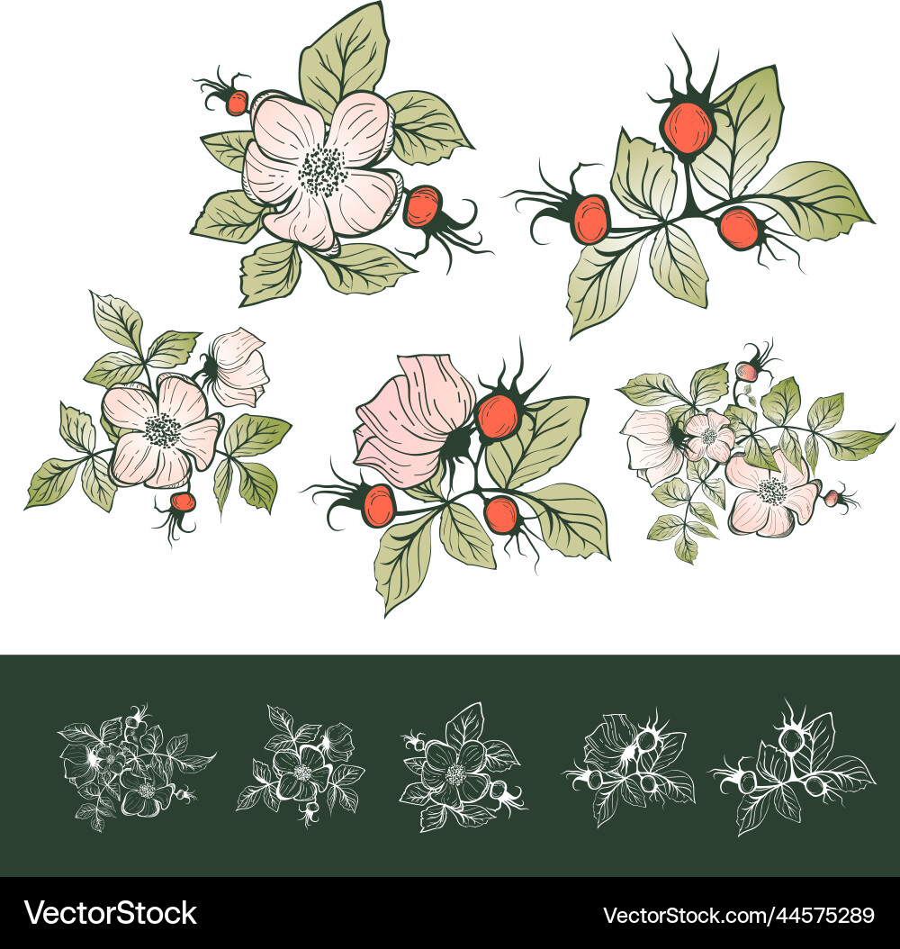 Vintage og-rose drawing collection Royalty Free Vector Image