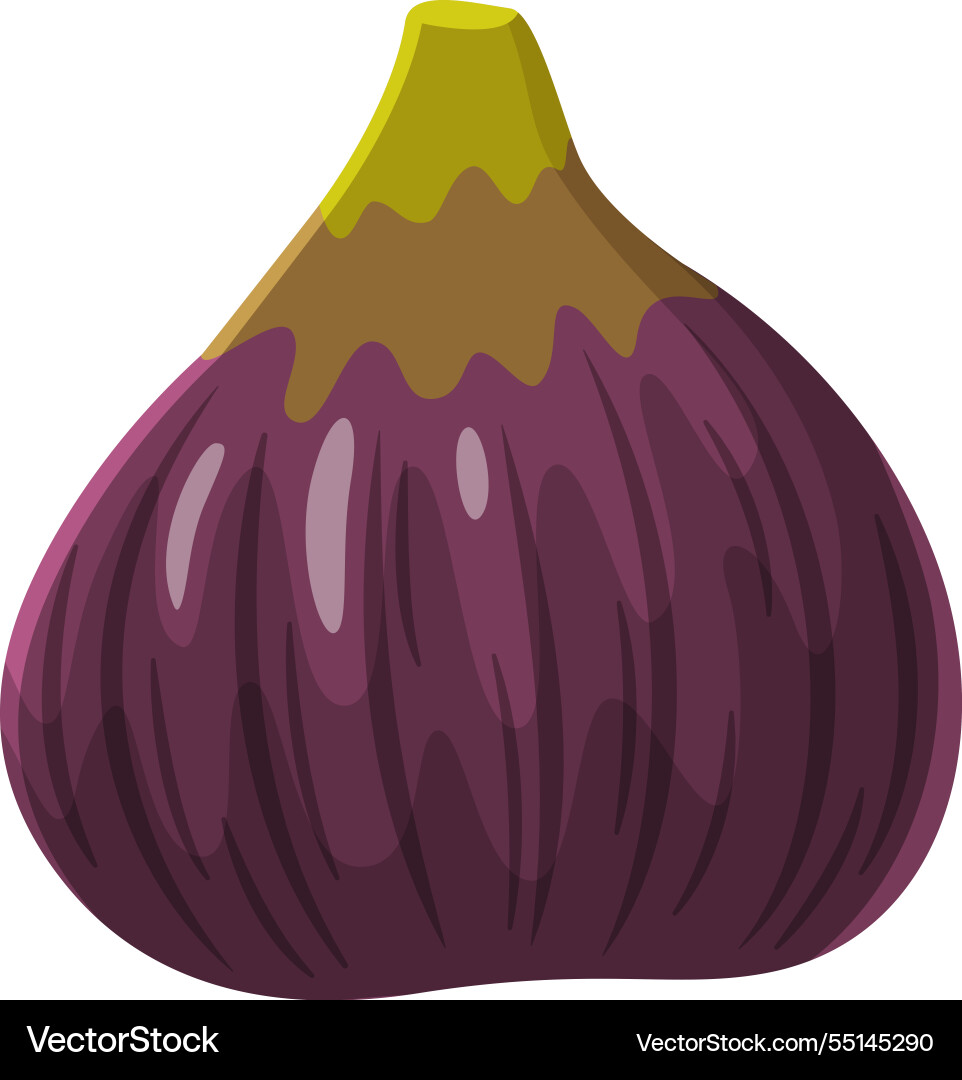 Cartoon of a single ripe fig fruit Royalty Free Vector Image