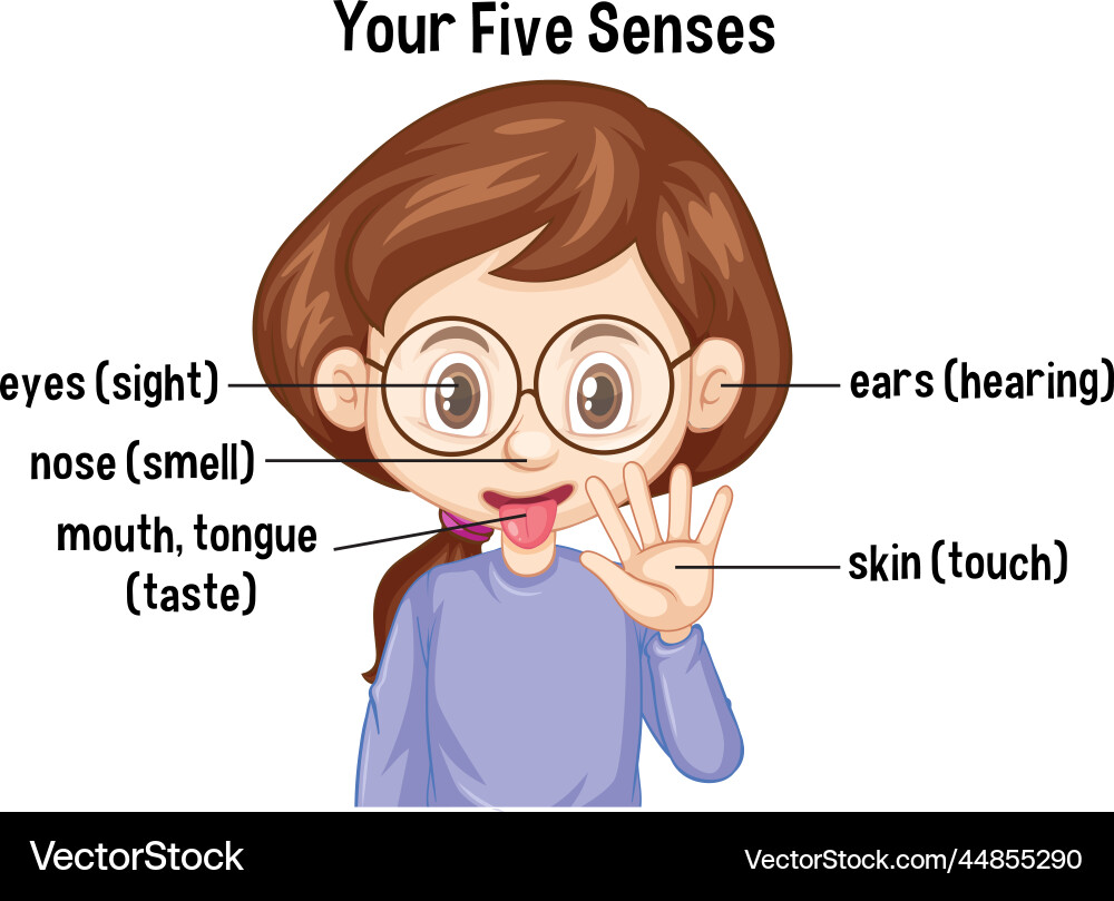 Five human senses concept Royalty Free Vector Image