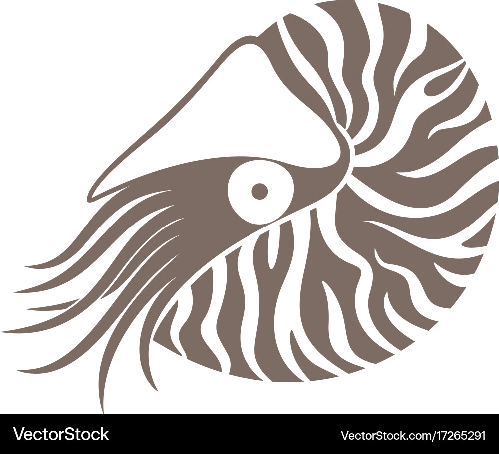 Nautilus Royalty Free Vector Image - VectorStock