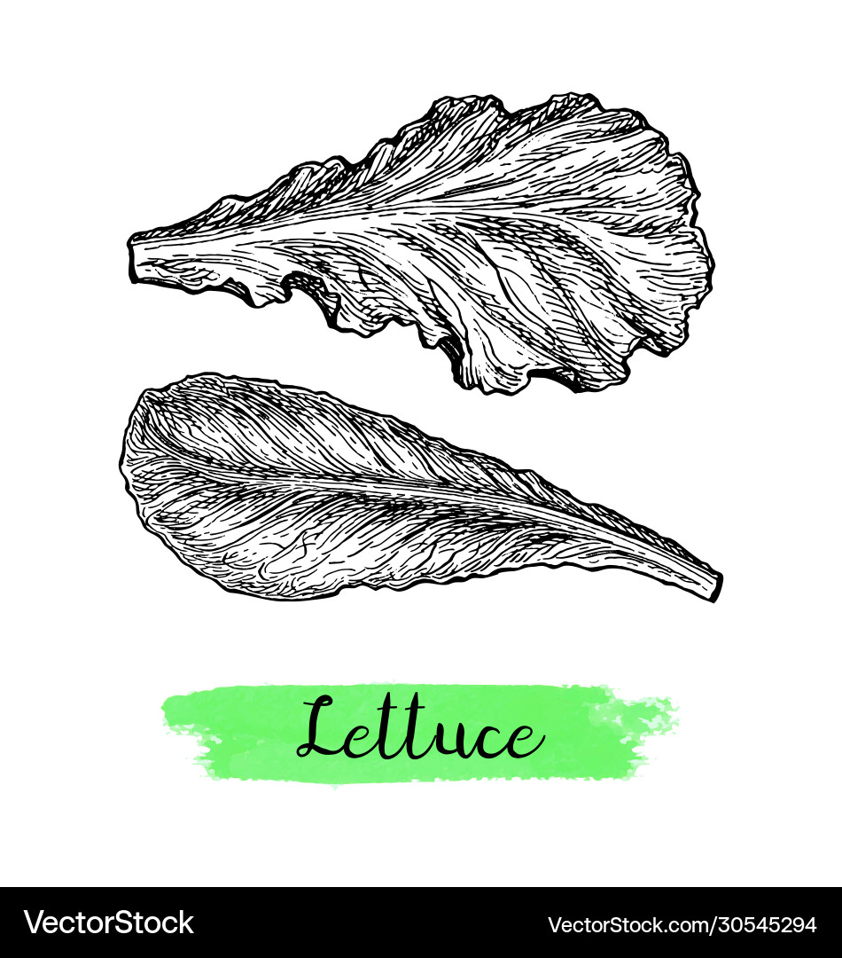 Ink sketch lettuce Royalty Free Vector Image - VectorStock