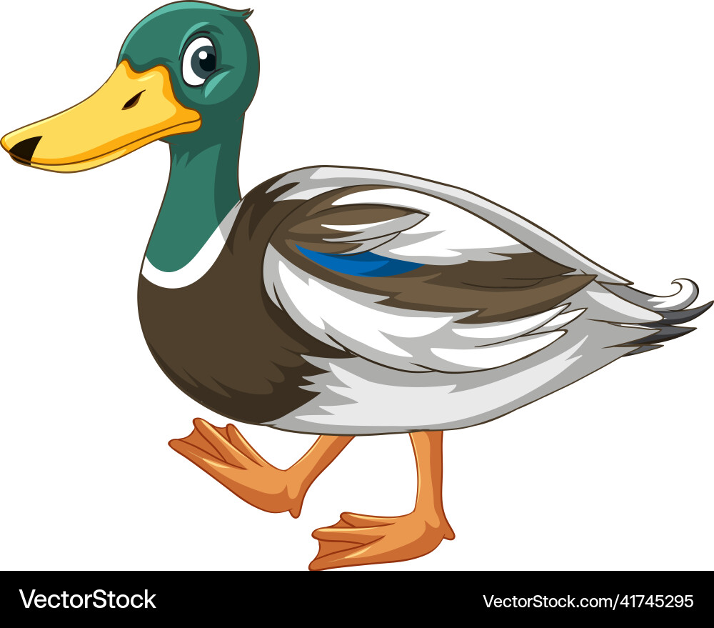 Little duck on white ground Royalty Free Vector Image