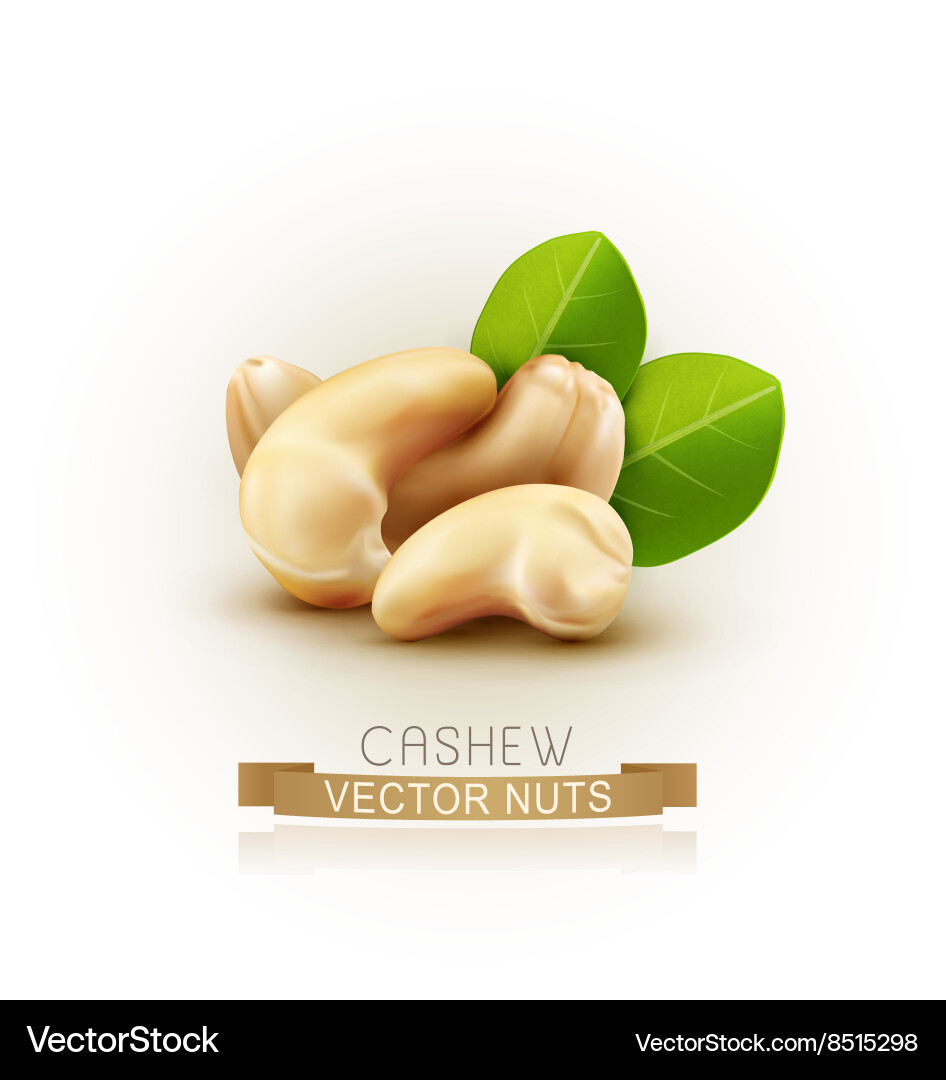Group of cashew nuts isolated on white background Vector Image