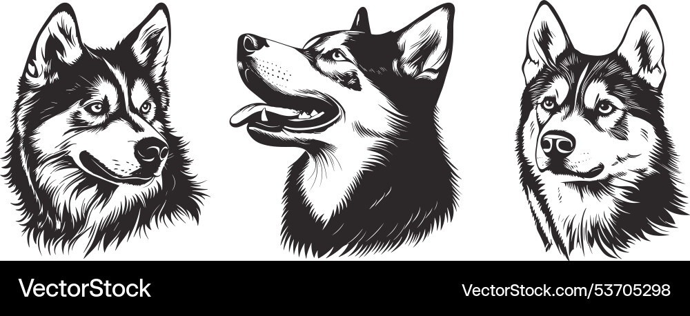Husky dog portrait profile side and front view Vector Image