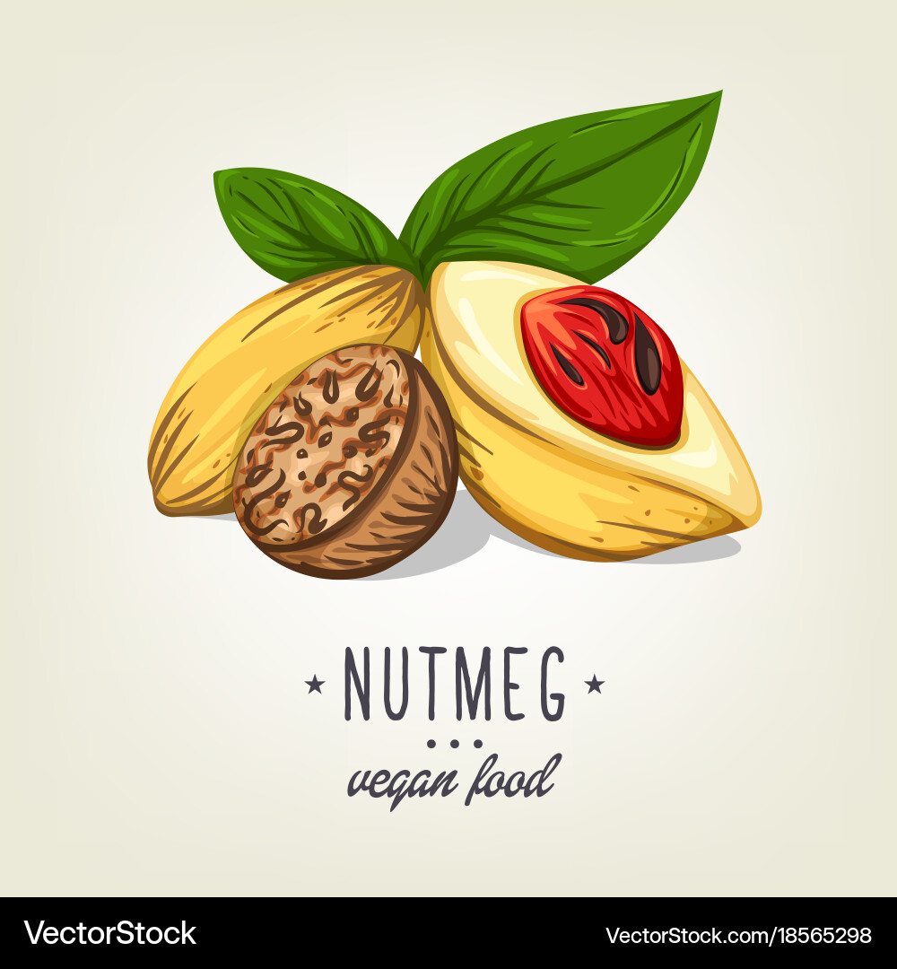 Realistic colour nutmeg with leaves and seeds Vector Image