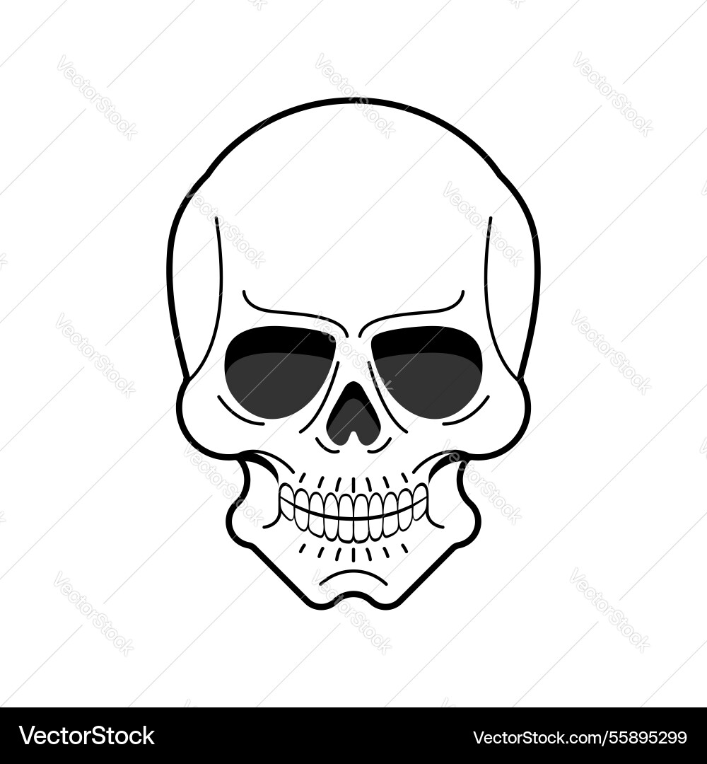 Anatomical skull isolated skeleton head Royalty Free Vector