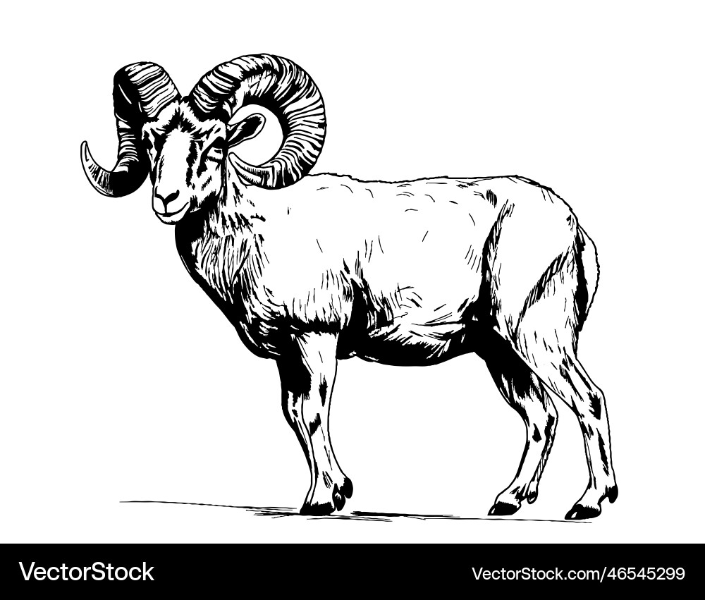 Animal ram hand drawn sketch Royalty Free Vector Image
