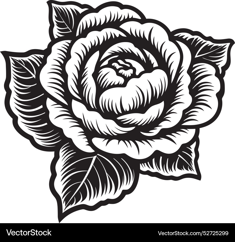 Art of cabbage culinary creativity unleashed Vector Image