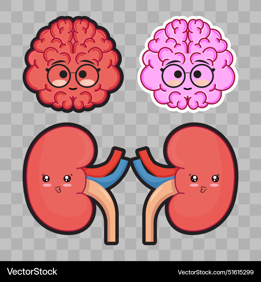 Cute brian and kidney sticker Royalty Free Vector Image