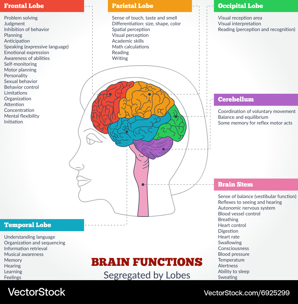 Brain Anatomy And Function Location And Function Of The Pons In The
