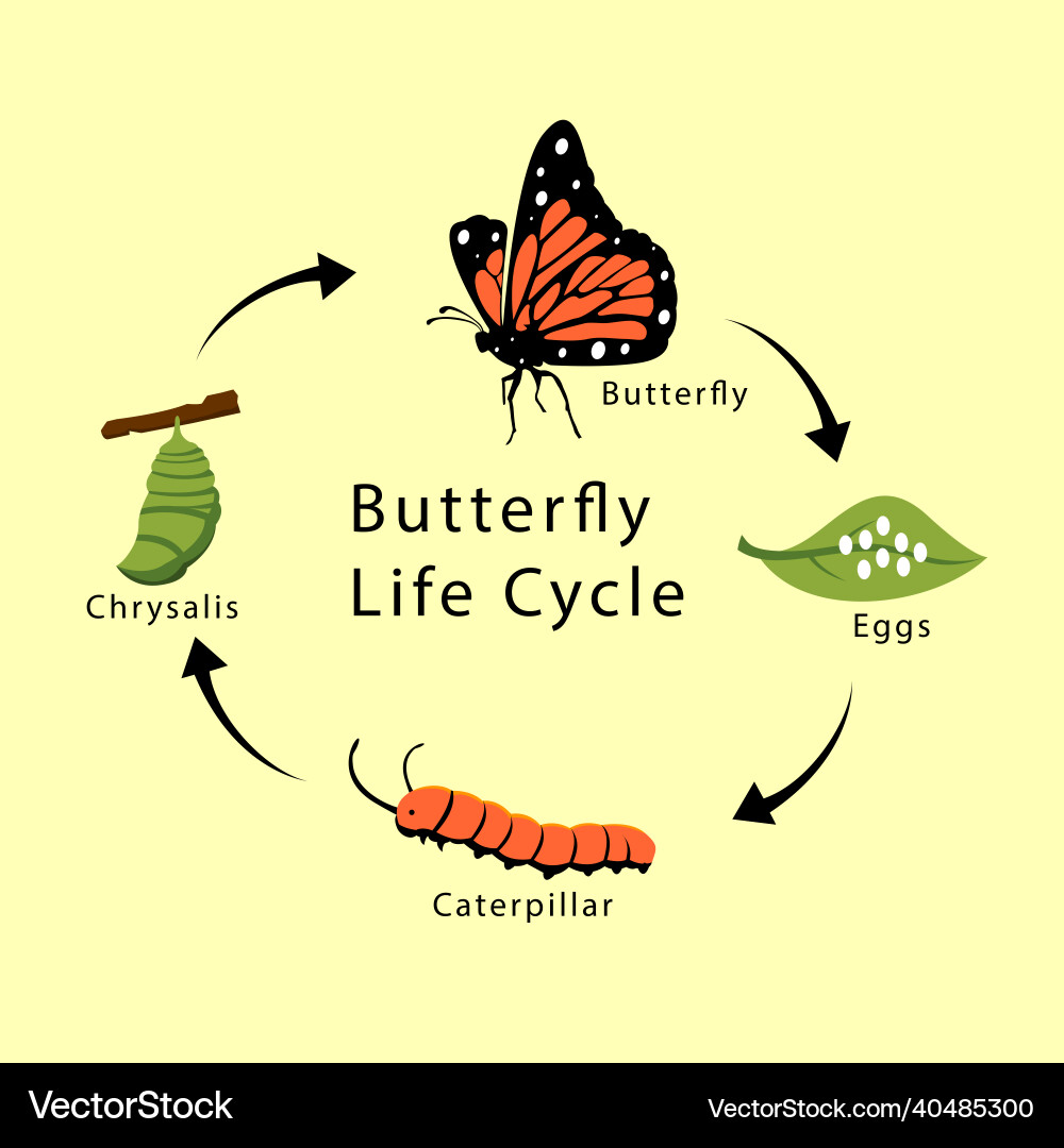 Butterfly Life Cycle Free